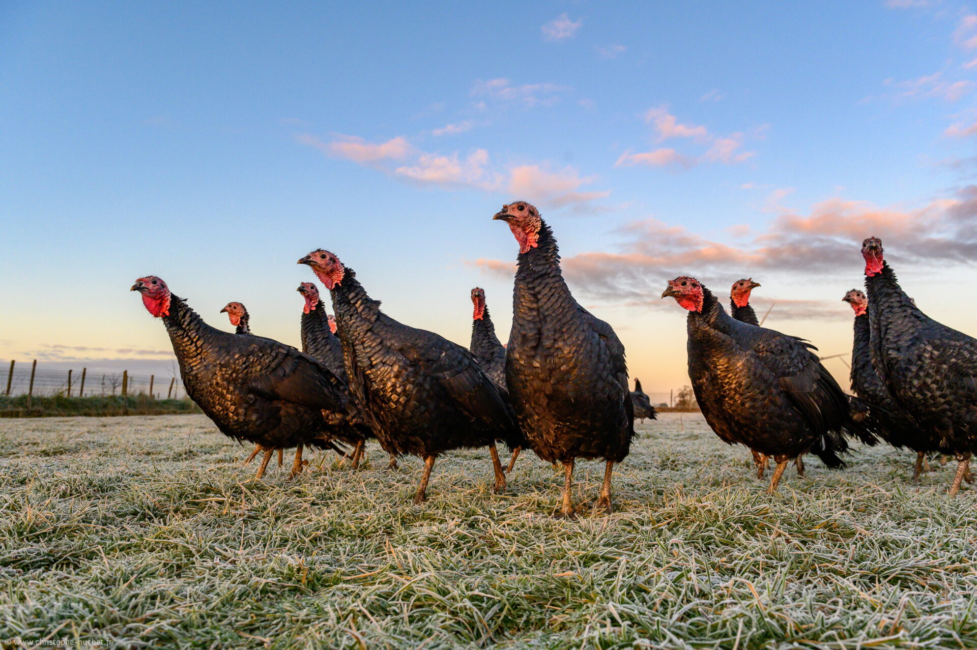 Nos volailles - Les Fermes de Janzé